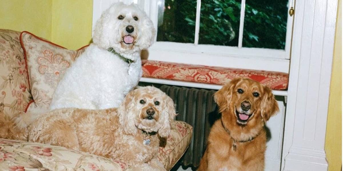 Vogue reveals a cute shoot called 'Dogue' featuring some celebrity pet ...