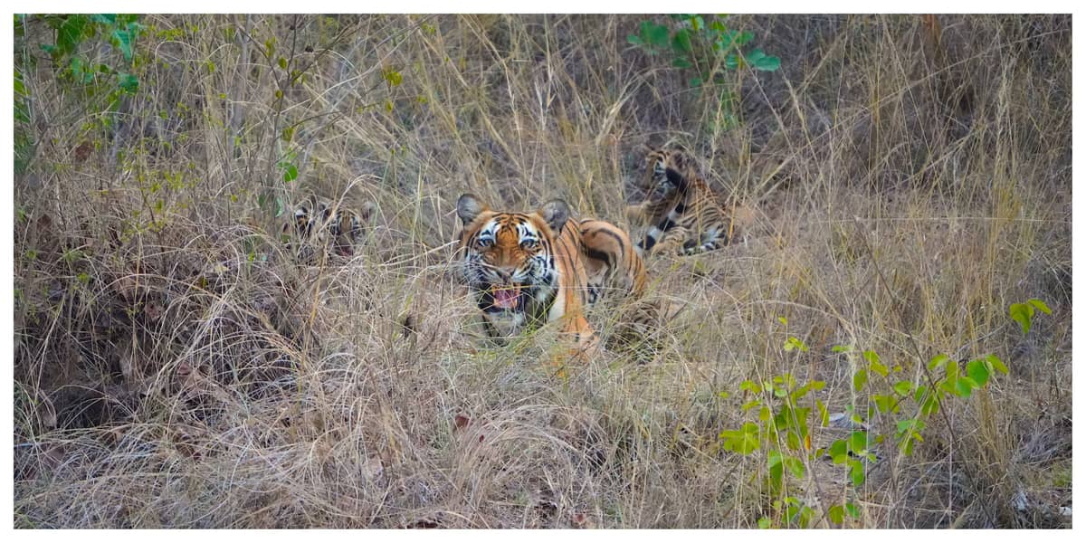 Discovering the wonders of Brahmapuri Territorial Forest | t2ONLINE