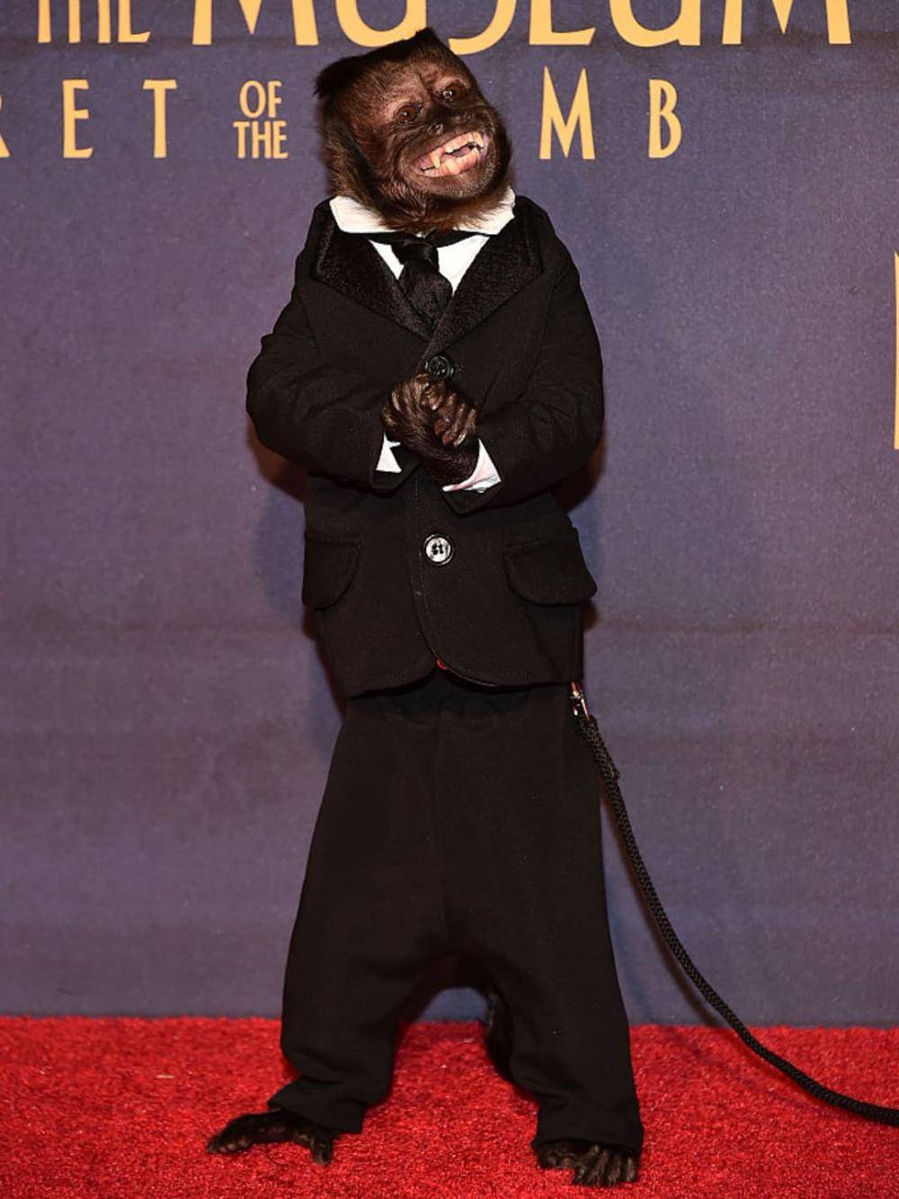 Beyond Schnitzel: 8 other furry actors we admire | t2ONLINE