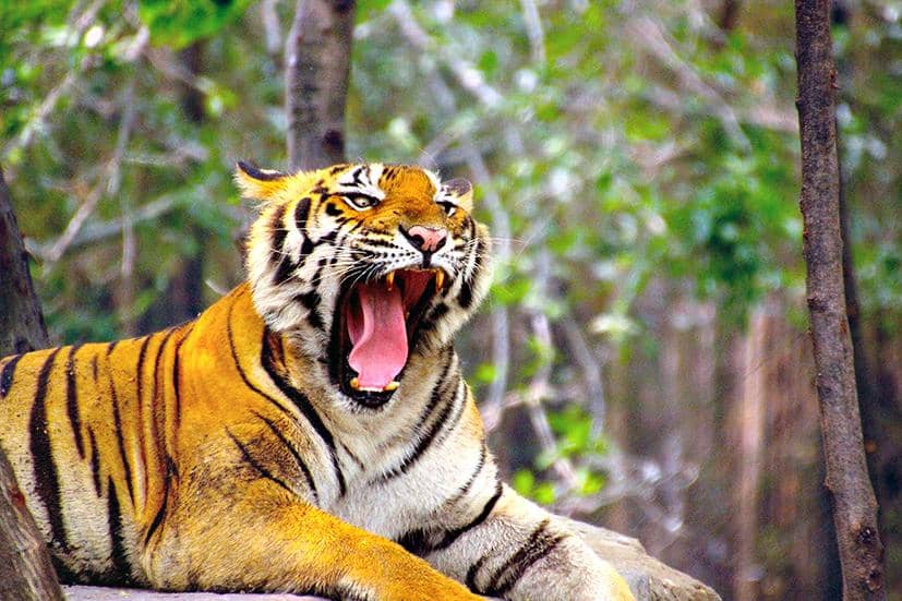 With Roar, wildlife photographer Shiladitya Chaudhury celebrates the ...